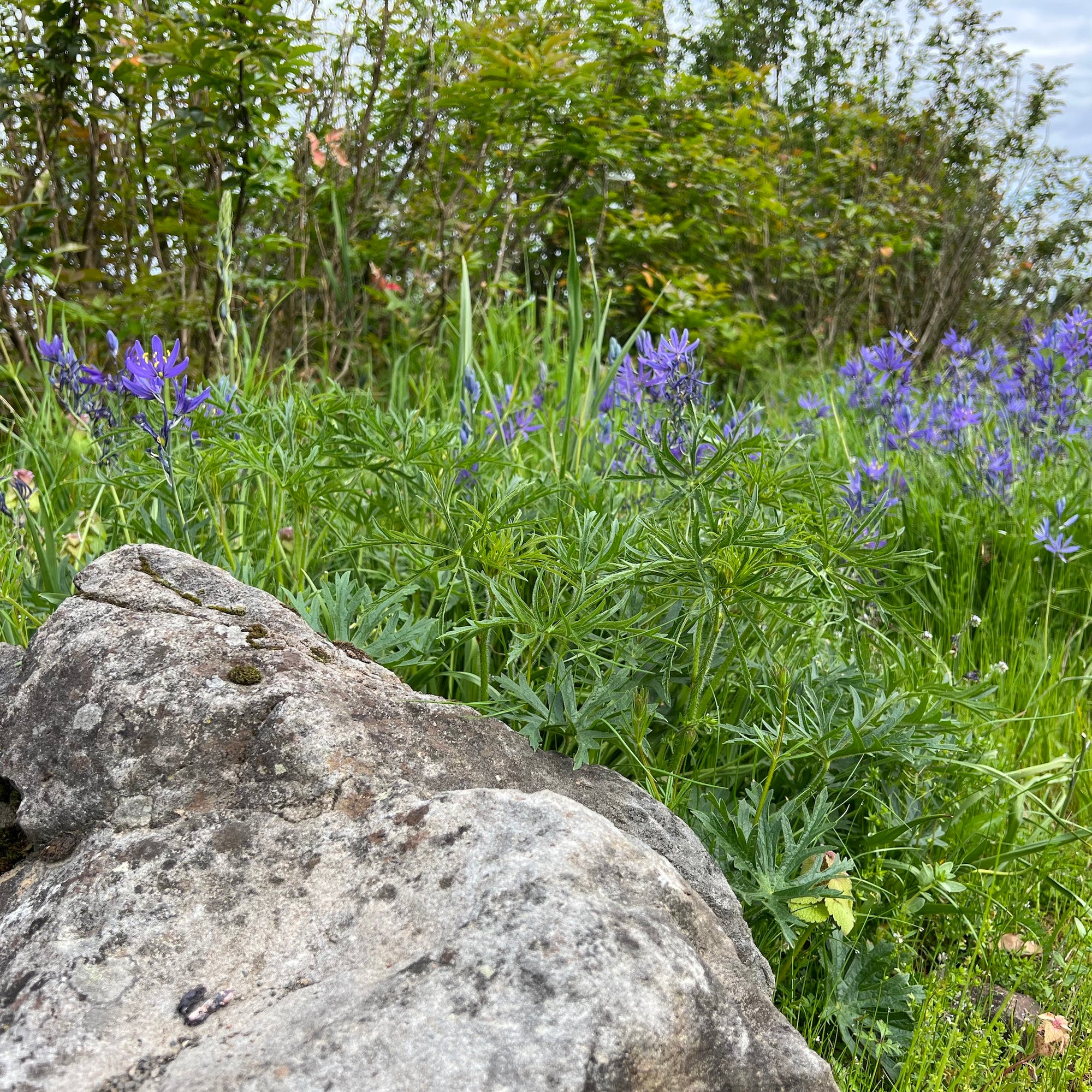 Camassia quamash - Common Camas – Green Seed Gardens
