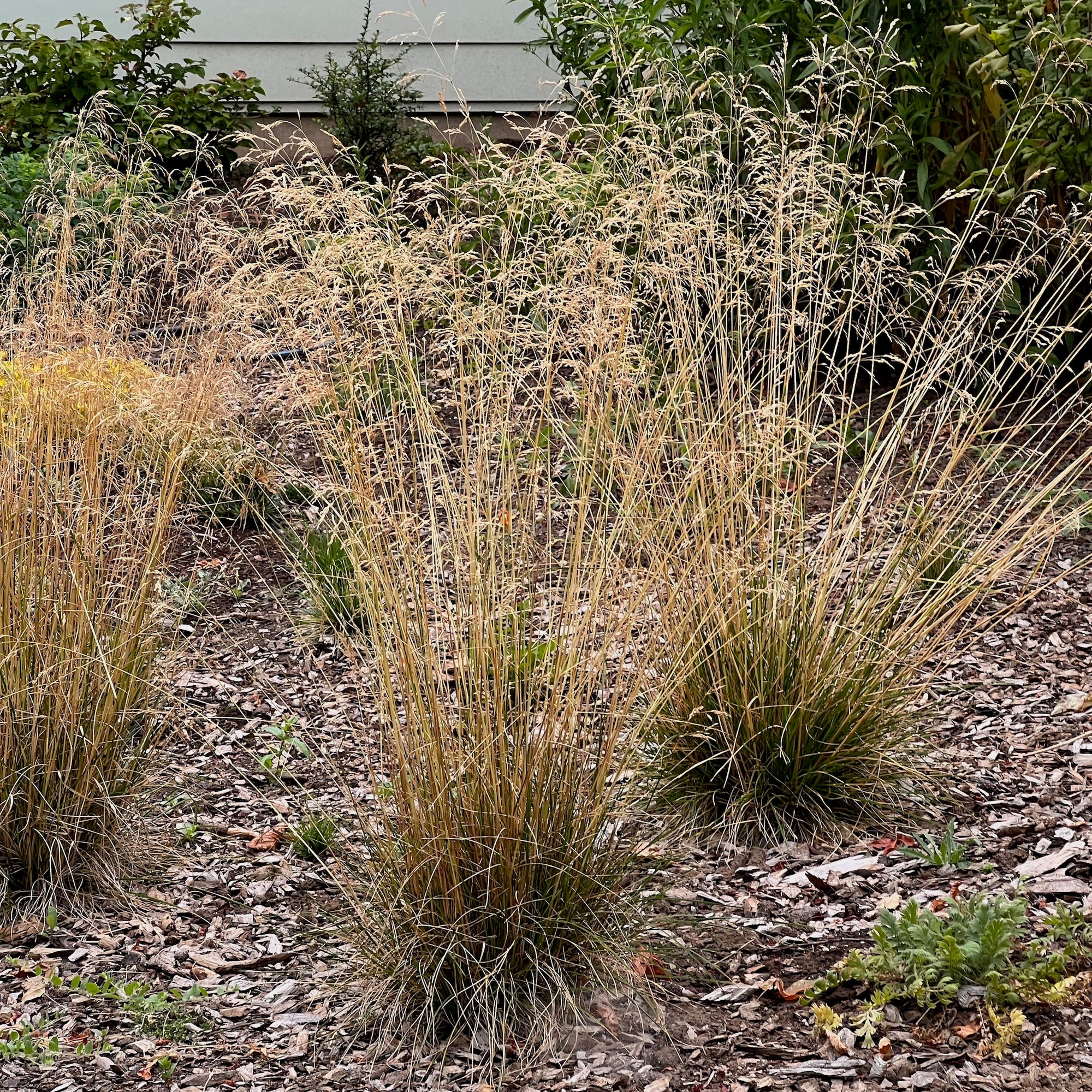 Deschampsia cespitosa - Tufted Hair Grass – Green Seed Gardens