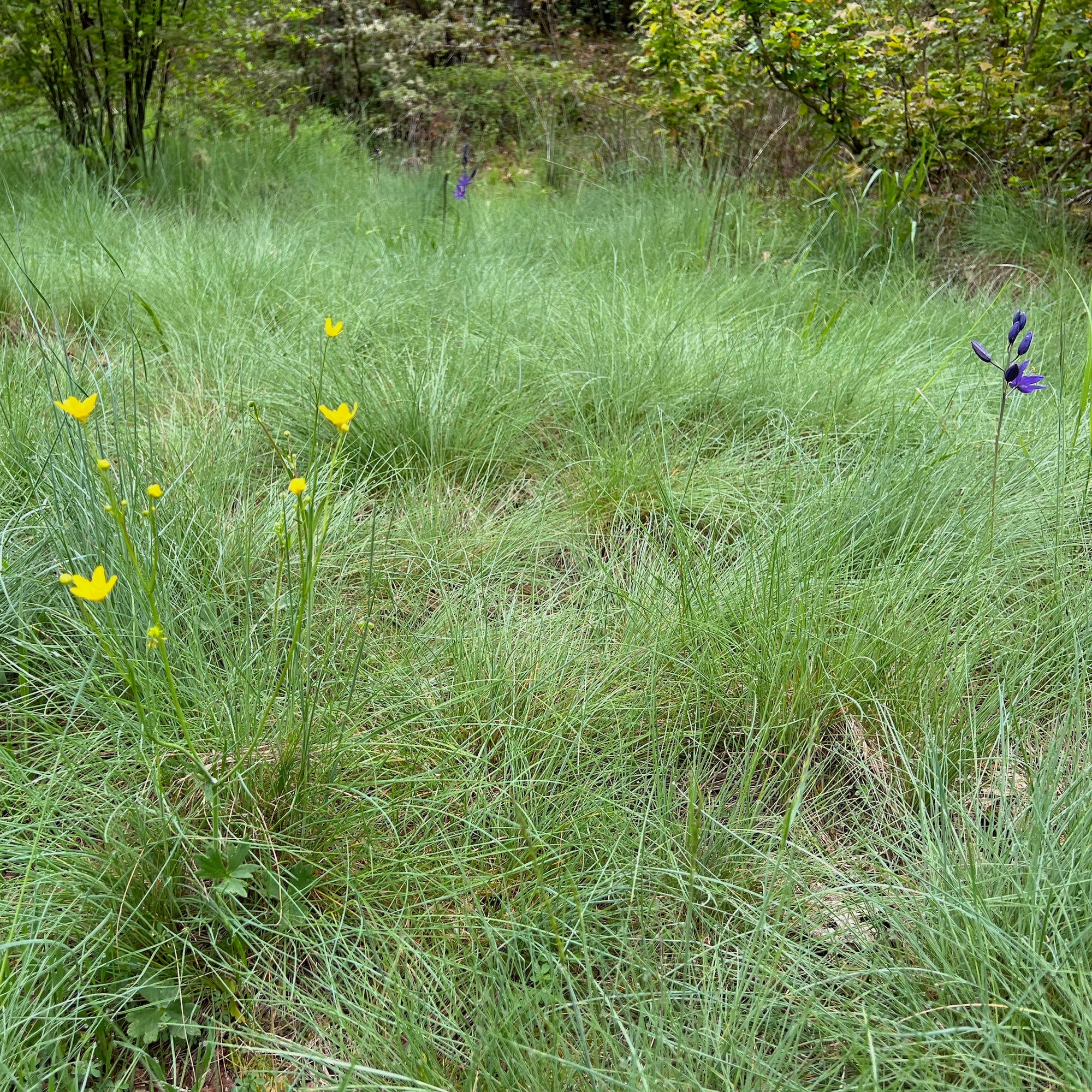 Festuca roemerii - Roemer’s Fescue – Green Seed Gardens