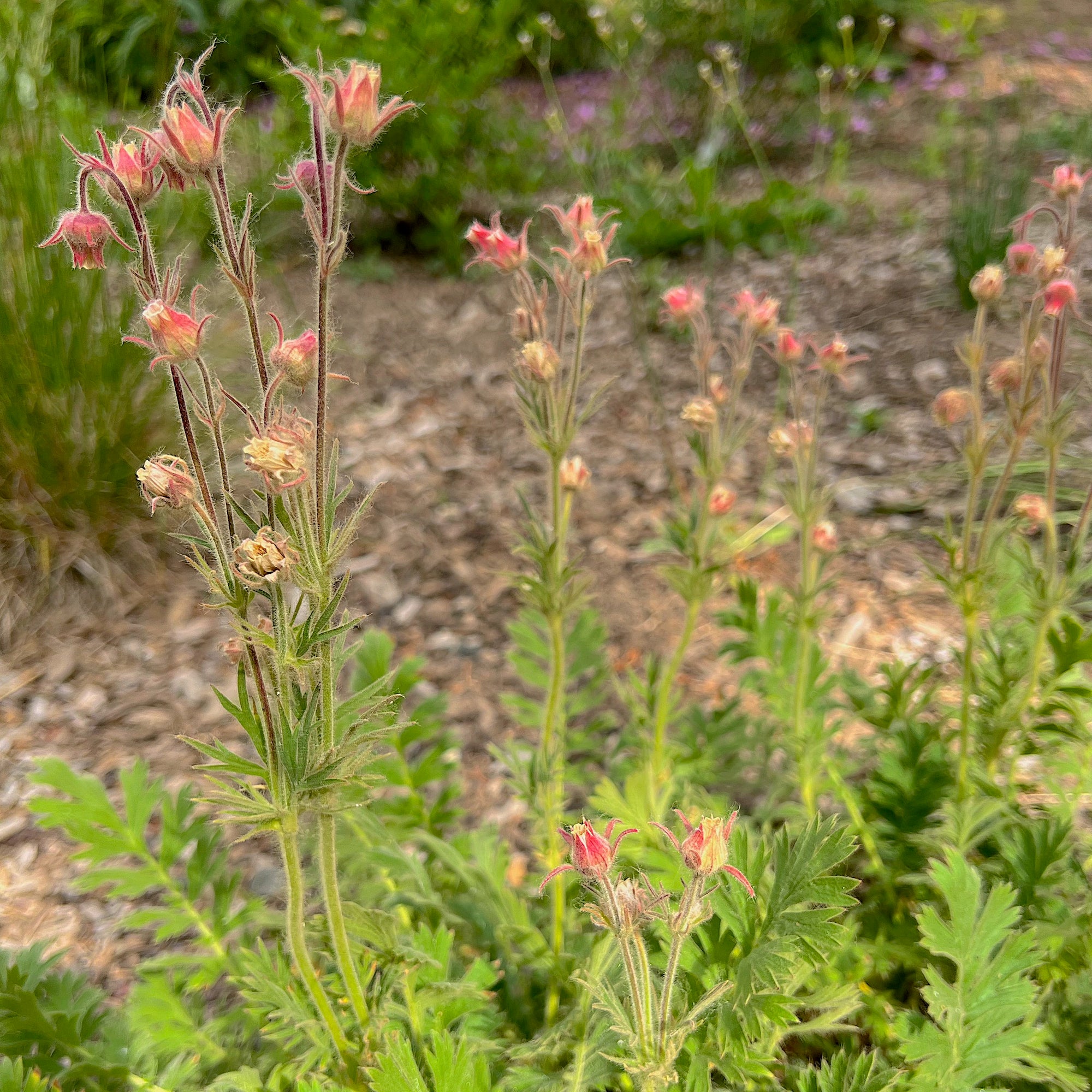 Geum triflorum - Prairie Smoke – Green Seed Gardens