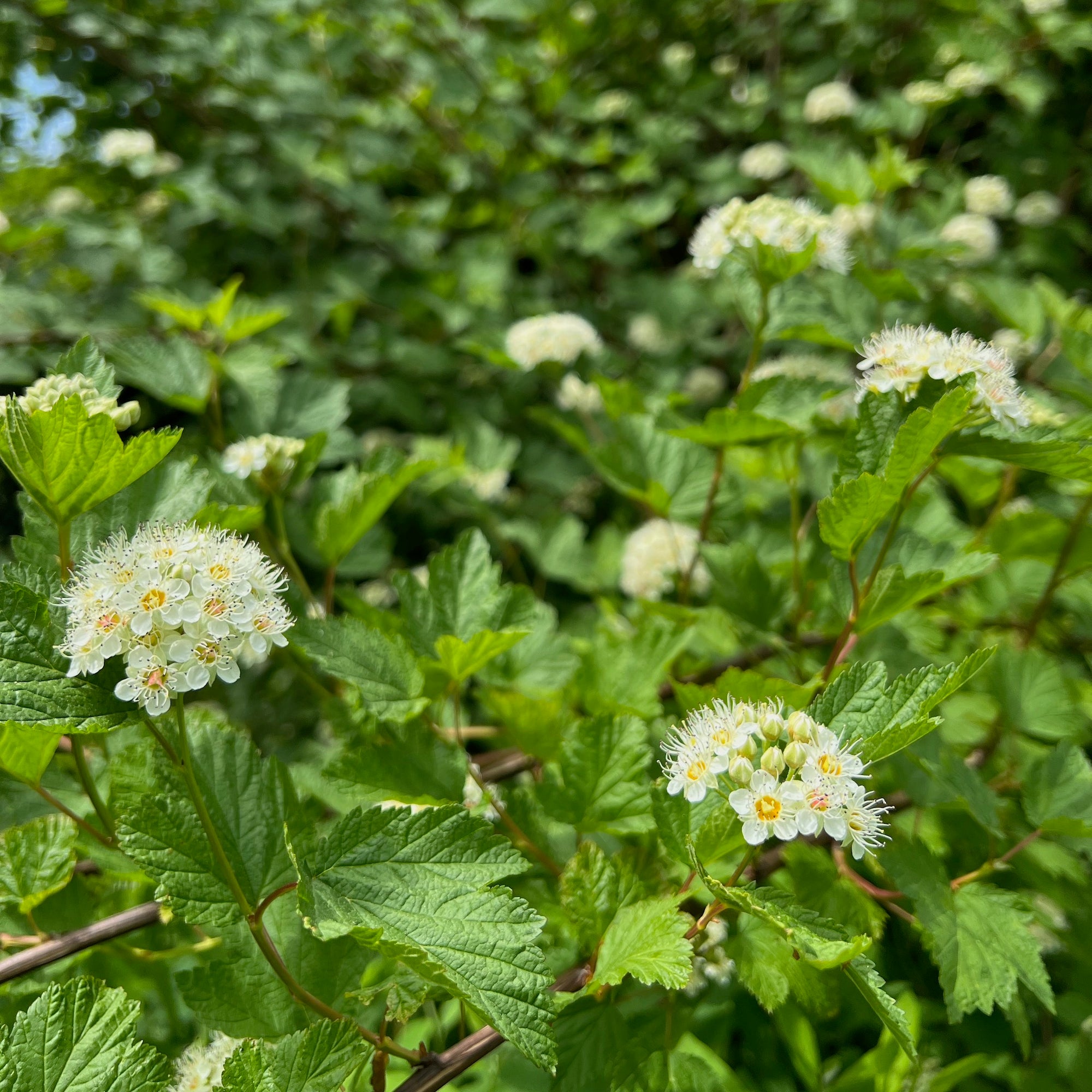 Physocarpus capitatus - Pacific Ninebark – Green Seed Gardens