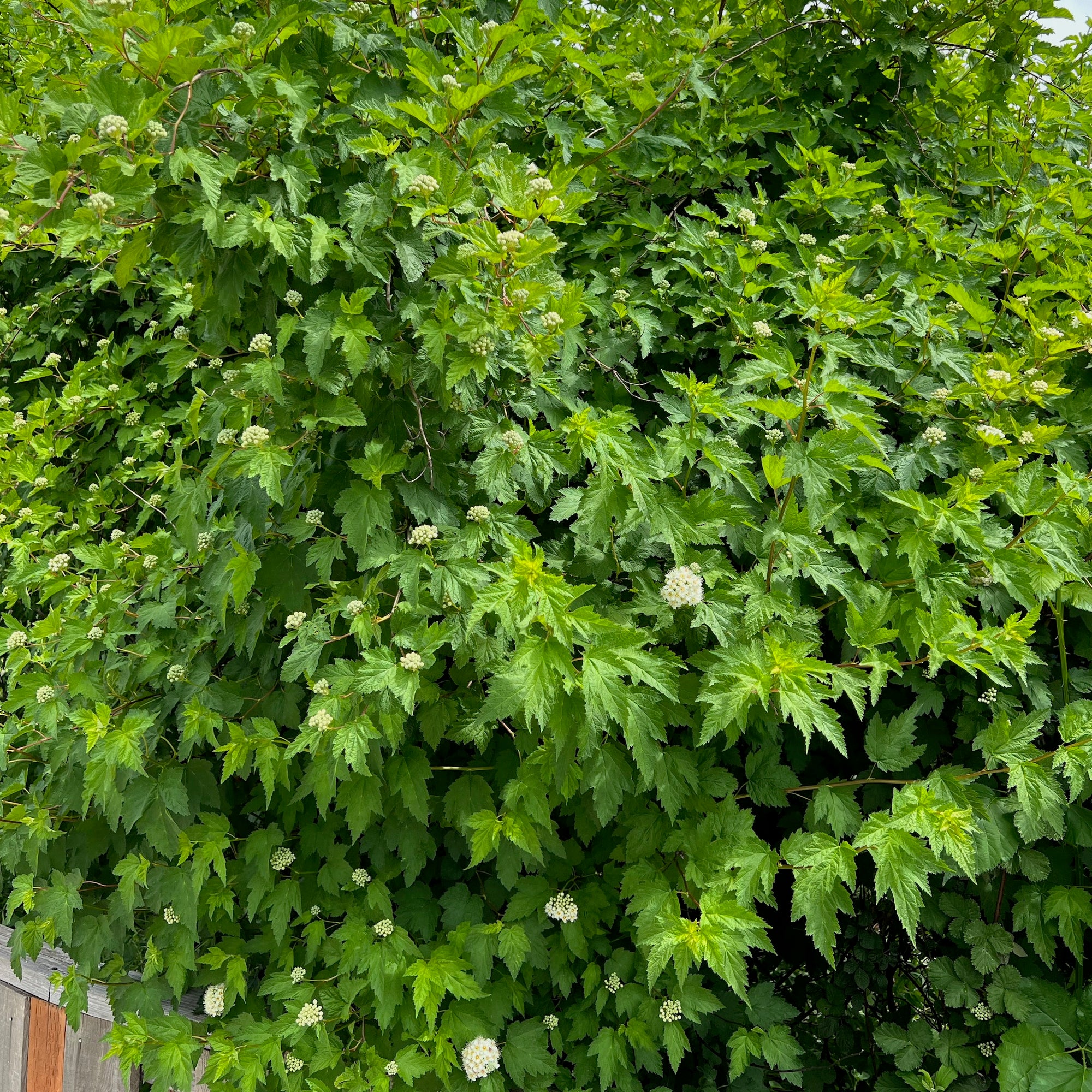 Physocarpus capitatus - Pacific Ninebark – Green Seed Gardens