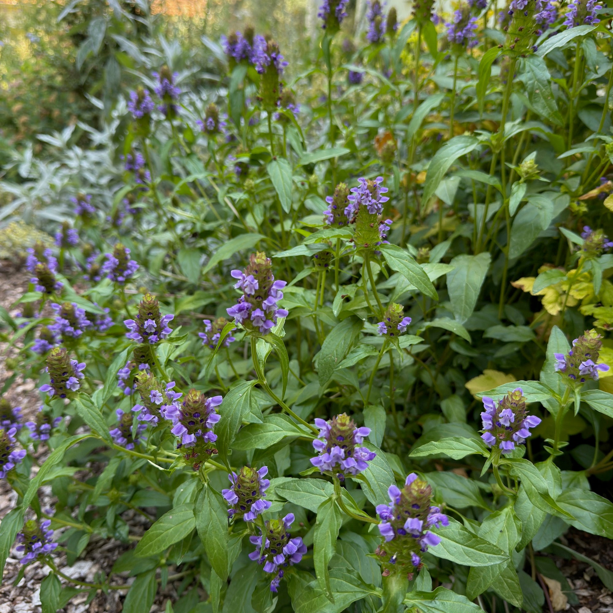 Prunella vulgaris var. lanceolata - Lance leaf self-heal – Green Seed ...