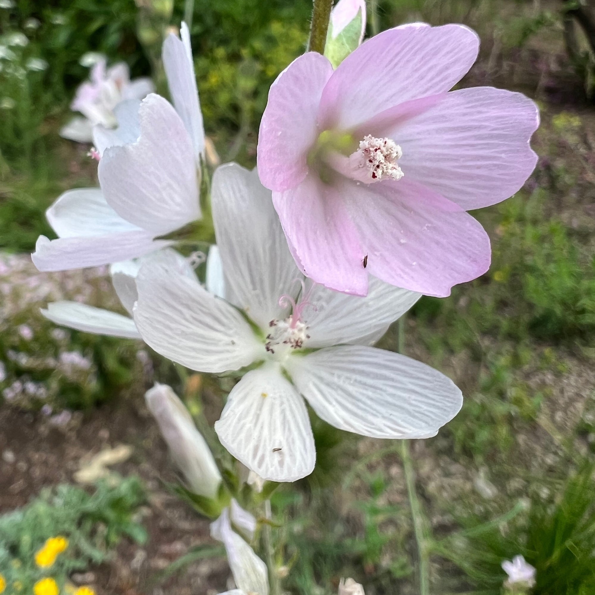 Sidalcea campestris - Meadow Checker-Mallow – Green Seed Gardens
