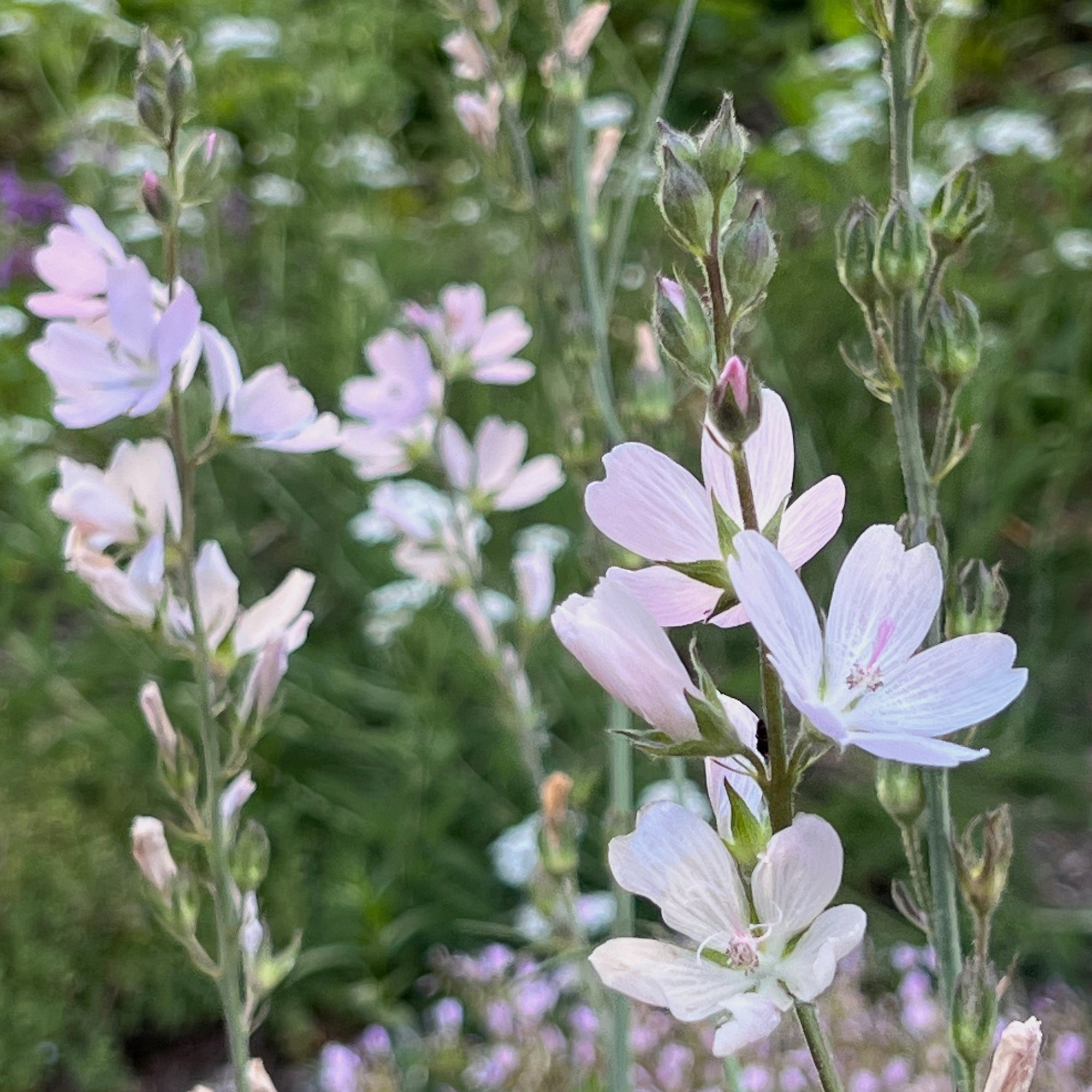 Sidalcea campestris - Meadow Checker-Mallow – Green Seed Gardens