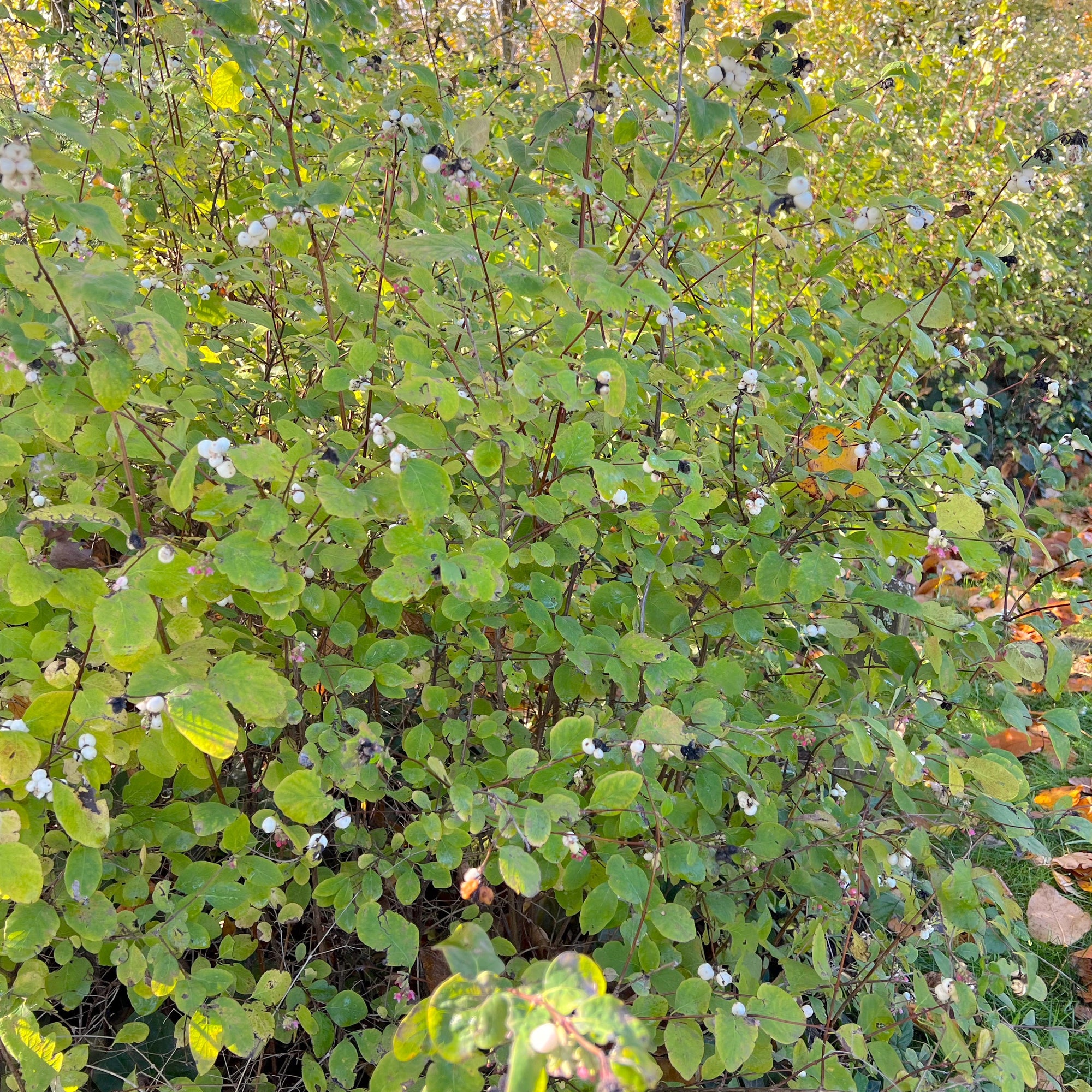 Symphoricarpos Albus - Common Snowberry – Green Seed Gardens