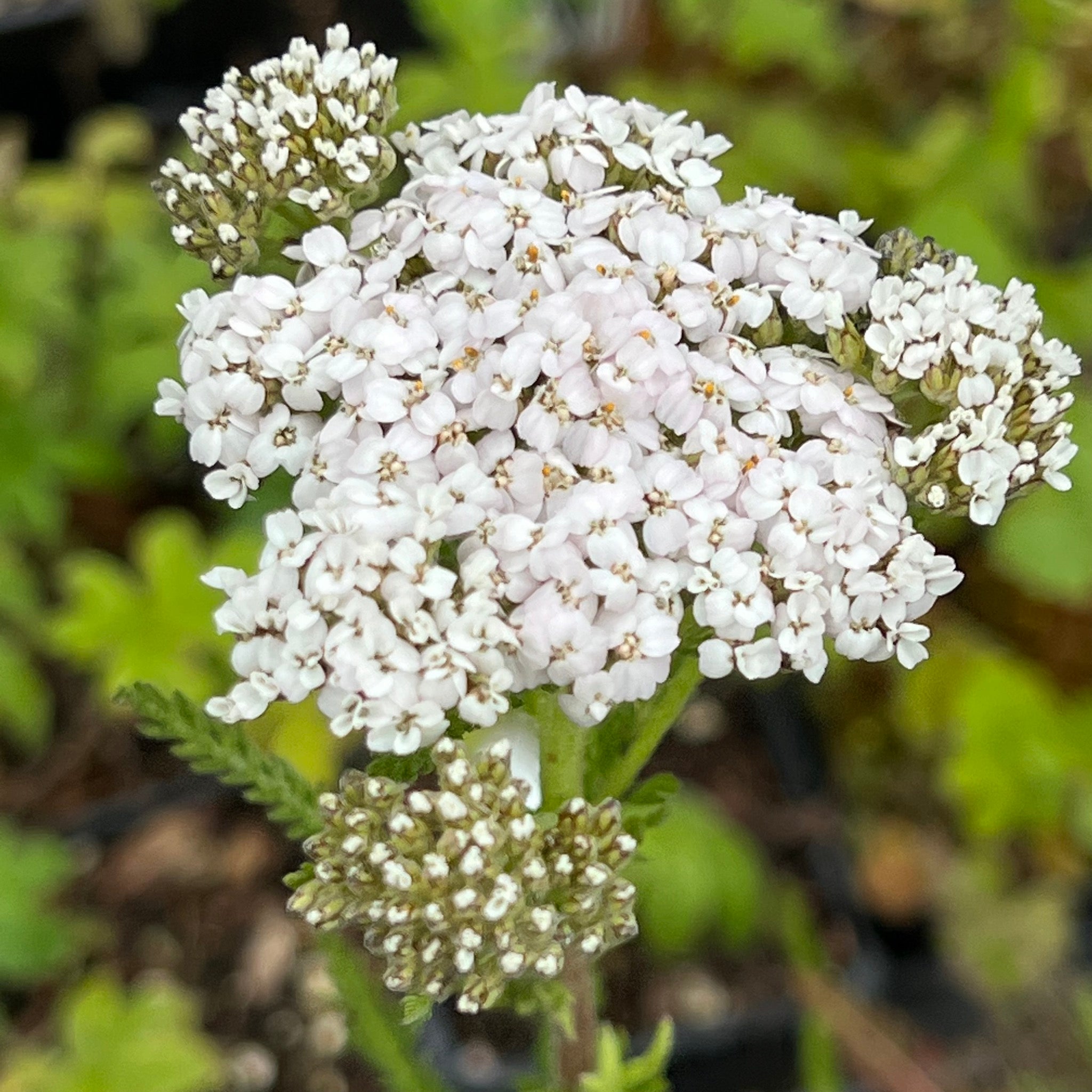 Achillea millefolium var. occidentalis - Western Yarrow – Green Seed ...