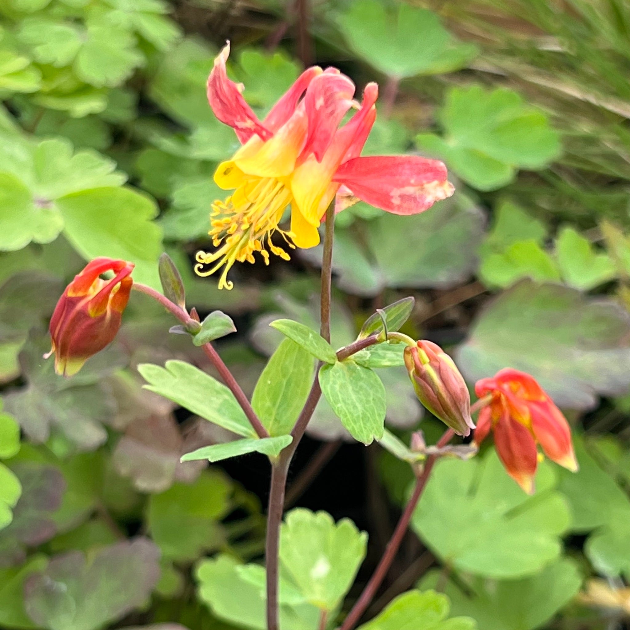 Aquilegia formosa - Western Columbine – Green Seed Gardens