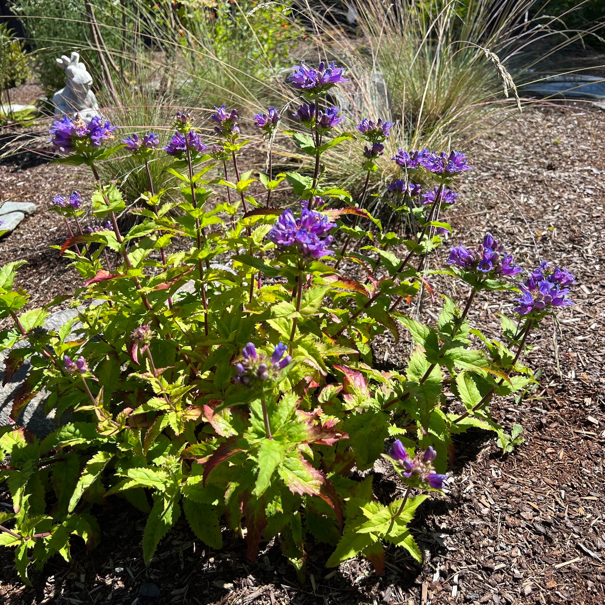 Penstemon serrulatus - Cascade Penstemon – Green Seed Gardens