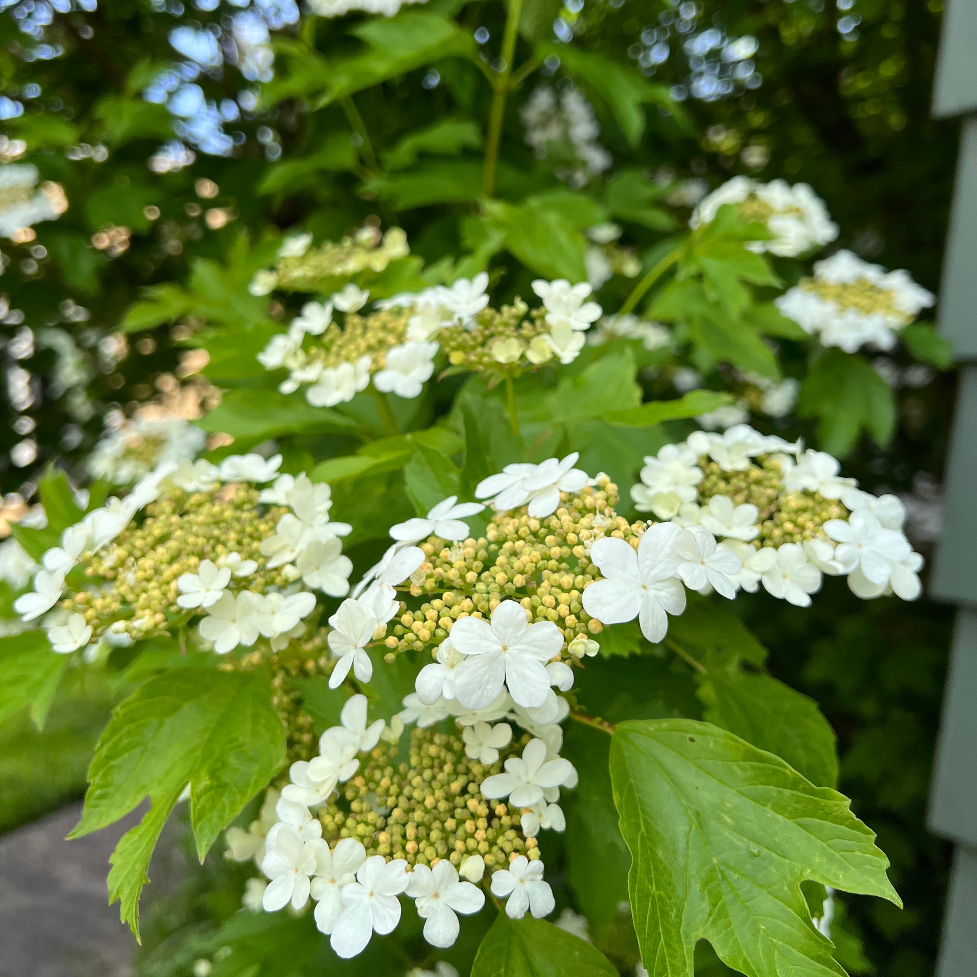 Viburnum edule - Mooseberry – Green Seed Gardens